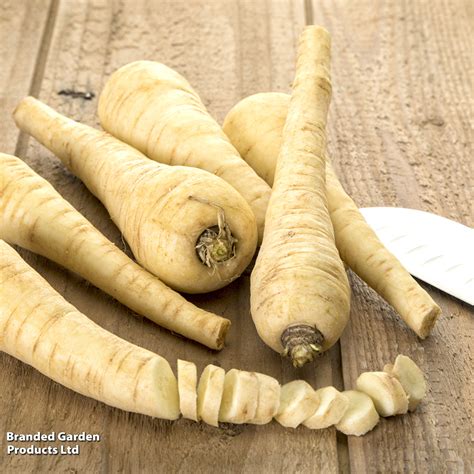 Parsnip Tender And True Organic Seeds Suttons Parsnip Tender And True Organic Seeds Suttons