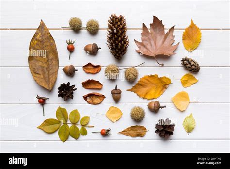 Autumn Composition Pattern Made Of Dried Leaves And Other Design