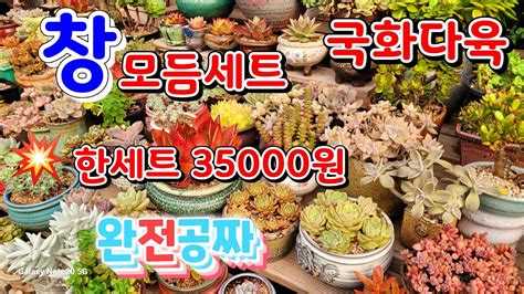 아깝지만 다육 줍줍 창다육 모듬세트 빨리 들어오세요 완전공짜 인천시 남동구 장수동 621 1 국화다육 인천대공원역 2번출구 Youtube