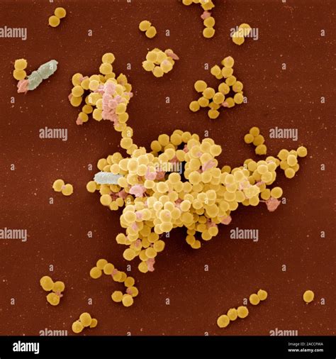 Staphylococcus Aureus Bacteria Coloured Scanning Electron Micrograph SEM Of Staphylococcus