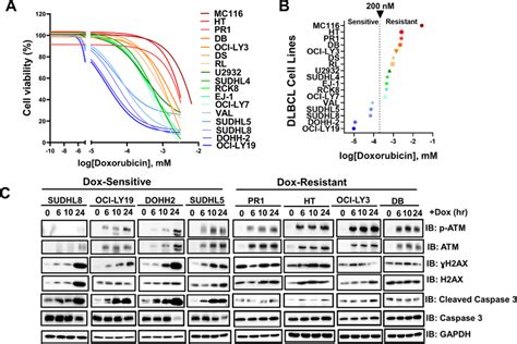 Dlbcl Cell Lines Display Differential Responsiveness To Download