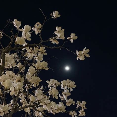 Pin On To Danny From Itzel Pretty Flowers Pictures Flower Pictures Night Aesthetic