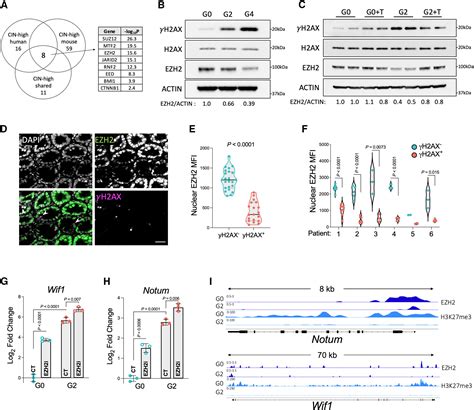 Telomere Dysfunction Alters Intestinal Stem Cell Dynamics To Promote Cancer Developmental Cell