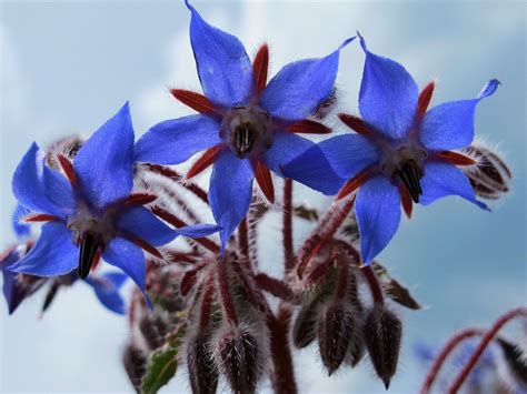 Borage - Learn About Nature