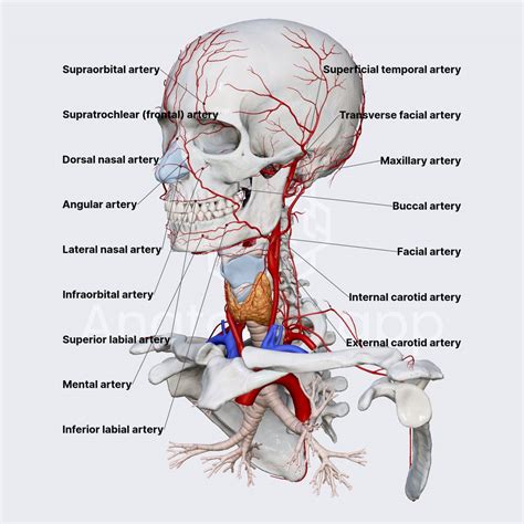 Facial Artery Anatomy Face