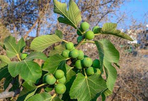 Fig Tree With Two Green Figs In Garden Stock Photo Image Of Leafs Wine