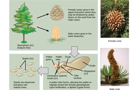 Gymnosperms Definition Examples And Reproduction
