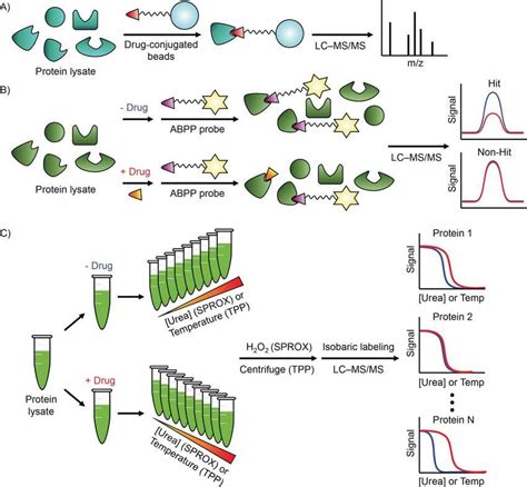Chemoproteomics Based Off Target Screening Of Small Molecule Drugs Creative Diagnostics