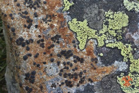 Lecidea Lithophila Ach Ach