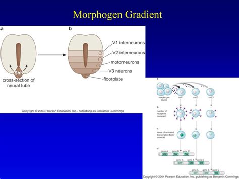 Gene Regulation During Development Ppt Download Gene Regulation During Development Ppt Download