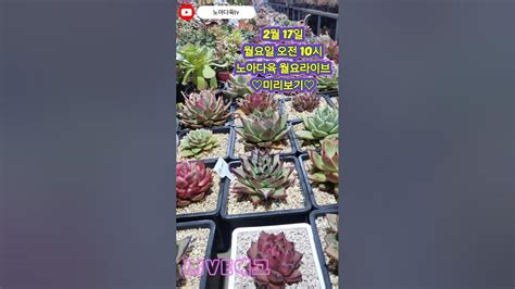 노아만 믿어요♡ 217 월 10시 월요라이브 노아다육😃 라이브방송 노아다육 노아 다육 다육이 선인장 창다육 화분채 창금 금다육판매 에오니옴 Youtube
