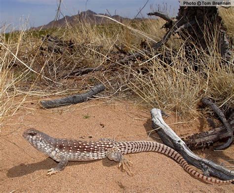 Care Your Iguana Desert Iguanas