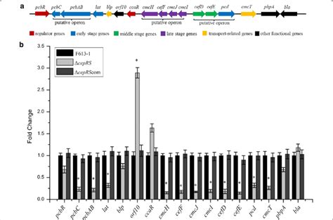 Comparison Of Gene Expression A Schematic Diagram Of The Cephamycin C Download Scientific