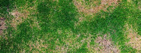 Lawn Grubs Garden Care Lawn Maintenance Maryborough