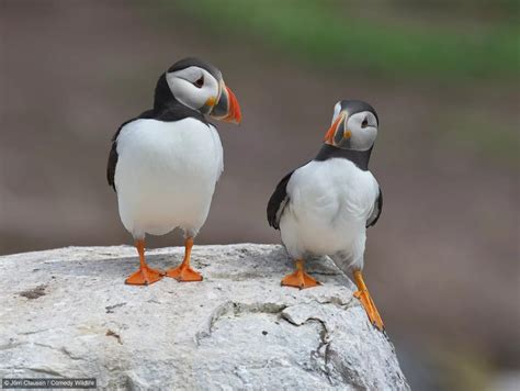 ФОТО “Амьтдын хөгжилтэй гэрэл зураг” тэмцээний ШИЛДЭГ БҮТЭЭЛҮҮД