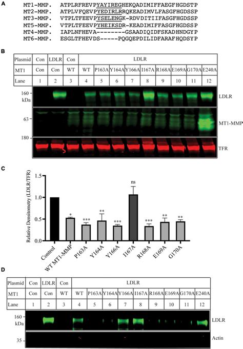 Mutational Analysis Of The Mt Loop A Alignment Of Partial Sequence Of Download Scientific