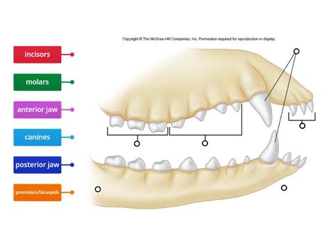Jawbone Diagram Of Mammals Labelled Diagram