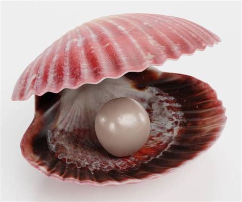 Open Clam With Pearl