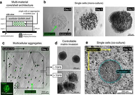 Growth And Functional Response Of Bioprinted Cells And Multicellular Download Scientific