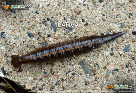 Predaceous Diving Beetle