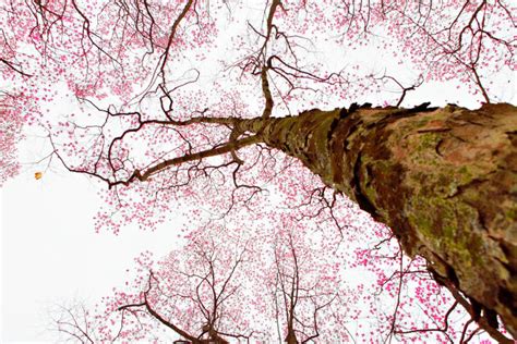 木末芙蓉花，山中发红萼芙蓉花辛夷坞王维新浪新闻
