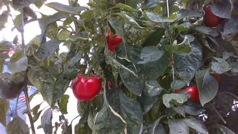 Sweet Pepper Detection Object Detection Model By Harshm1234