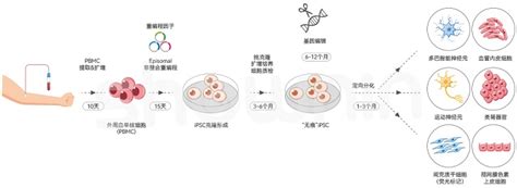 人体细胞ipsc重编程建系技术服务报价价格生物器材网