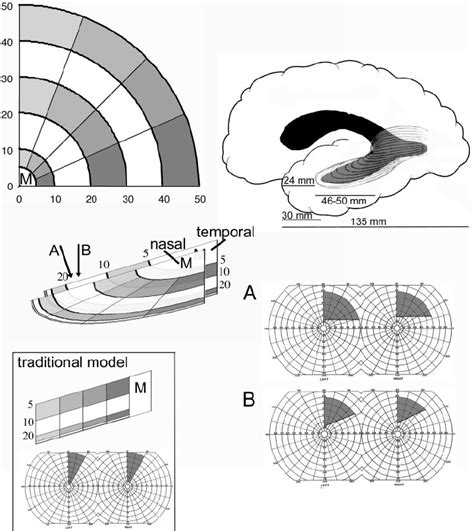 A Proposed Model Of Meyers Loop A Right Visual Quadrant Is Shown At Download Scientific