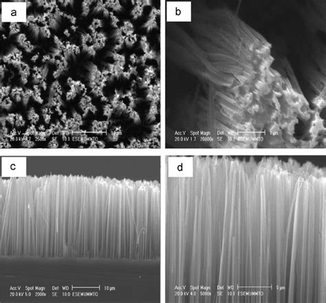 Sem Micrographs A And B Silicon Nanowires Surfaces C And D Cross Download Scientific