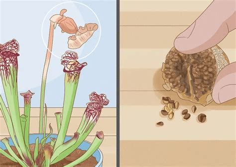Pitcher Plant Seeds Grow Fascinating Carnivorous Plants Easily