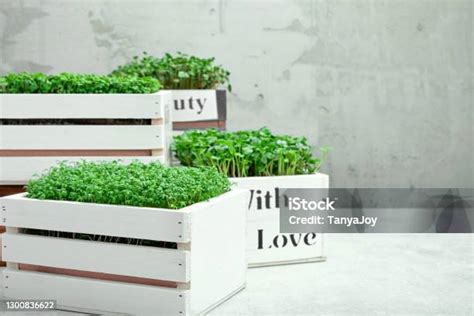 흰색 나무 상자에 마이크로 그린 실내에서 주택 원예 및 성장하는 녹지의 개념 0명에 대한 스톡 사진 및 기타 이미지 0명