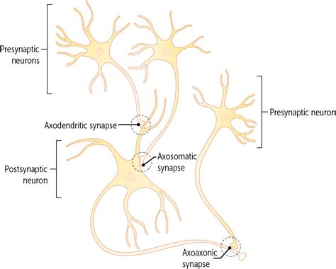 Synapses Neurons