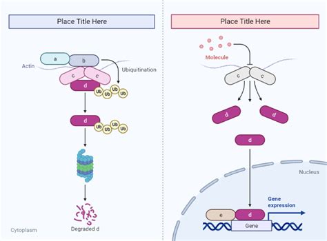 Ubiquitin Mediated Protein Degradation Comparison Layout BioRender