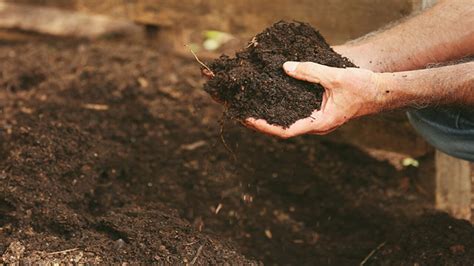 Tips For Adding Compost To Soil A Step By Step Guide Top Chooser