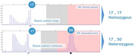Amplidex® Pcr Ce Htt Kit Size Cag Trinucelotide Repeats Asuragen