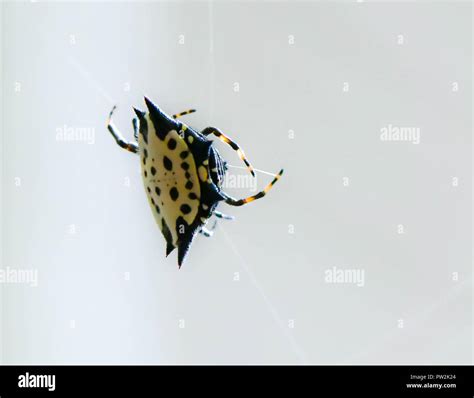 A Spiny Backed Orb Weaver Spider Spinning Its Web Marietta Georgia