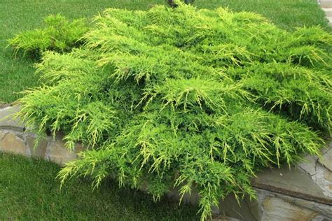 Можжевельник средний Пфитцериана Компакта (Juniperus x media ...