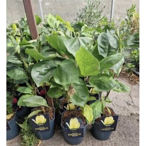 Магнолия "Yellow River" от Plants.bg с отлична цена