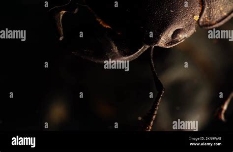 Head Of Stag Beetle Under Microscope Who Is Moving Its Antenna On The Dark Stock Video Footage