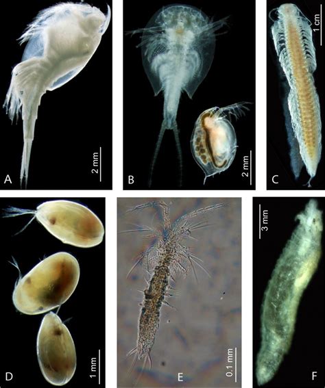 Crustacean Phylogeny Evolution And Venomics