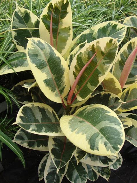 Ficus Elastica Pink Ruby Variegated Rare Ruby Ficus Shipped Bare Root