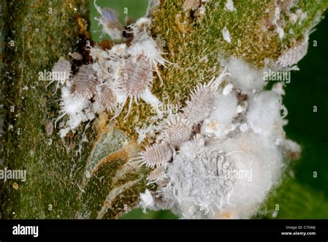Glasshouse Mealybug Pseudococcus Viburni On Conservatory