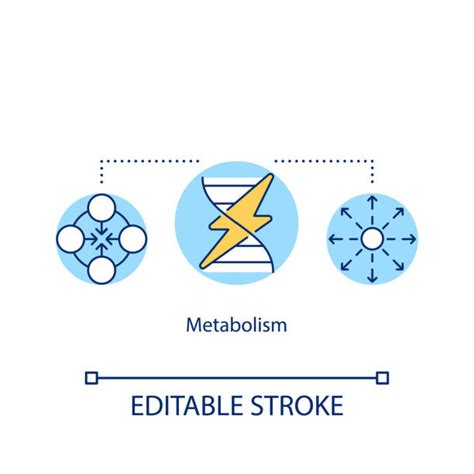 6600 Metabolism Illustrations Royalty Free Vector Graphics And Clip