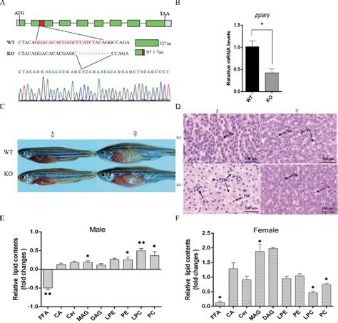 Pparγ deletion induces defective hepatic lipid metabolism in zebrafish Download Scientific