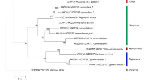 Maximum Likelihood Ml Tree Of Concatenated Coiits2 Sequences Of