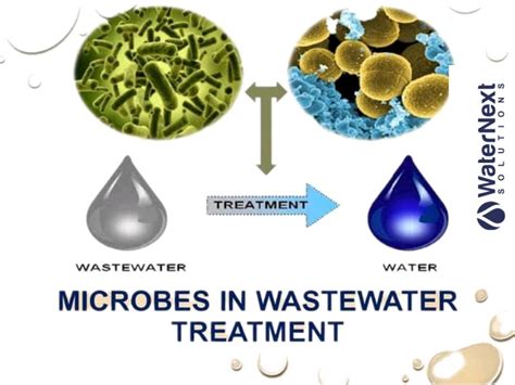 Microbes Role In The Wastewater Treatment Microbes Are Environmentally