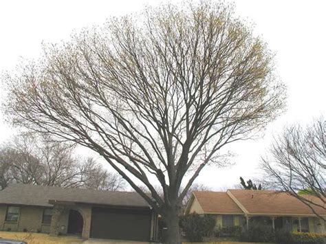 Tree Service Houston Tree Trimming Removal Arborists