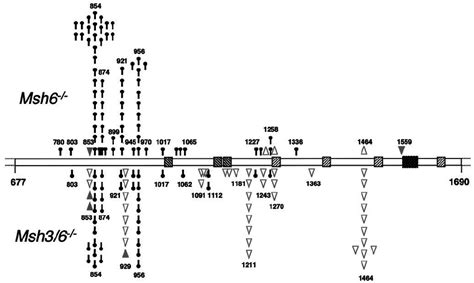 Distribution Of Apc Mutations Diagram Of Apc Between Codons 677 And Download Scientific
