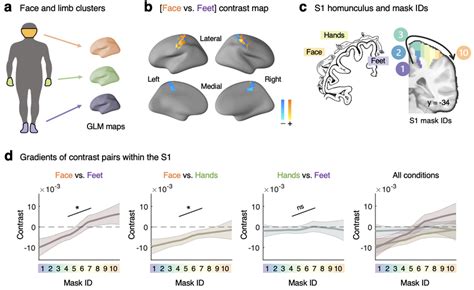 Somatotopic Gradients In The Primary Somatosensory Cortex S1 Related Download Scientific