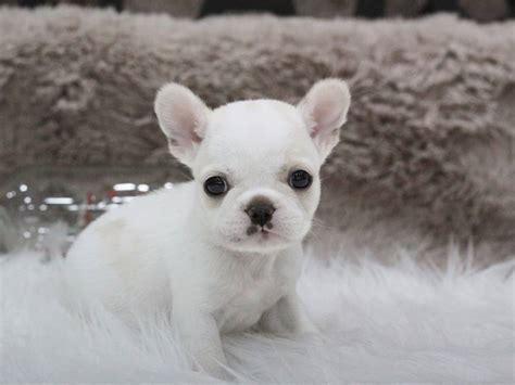 강아지분양 퍼피로운 크림파티 프렌치불독 분양합니다 골격 너무 좋고 어디서도 볼 수 없었던